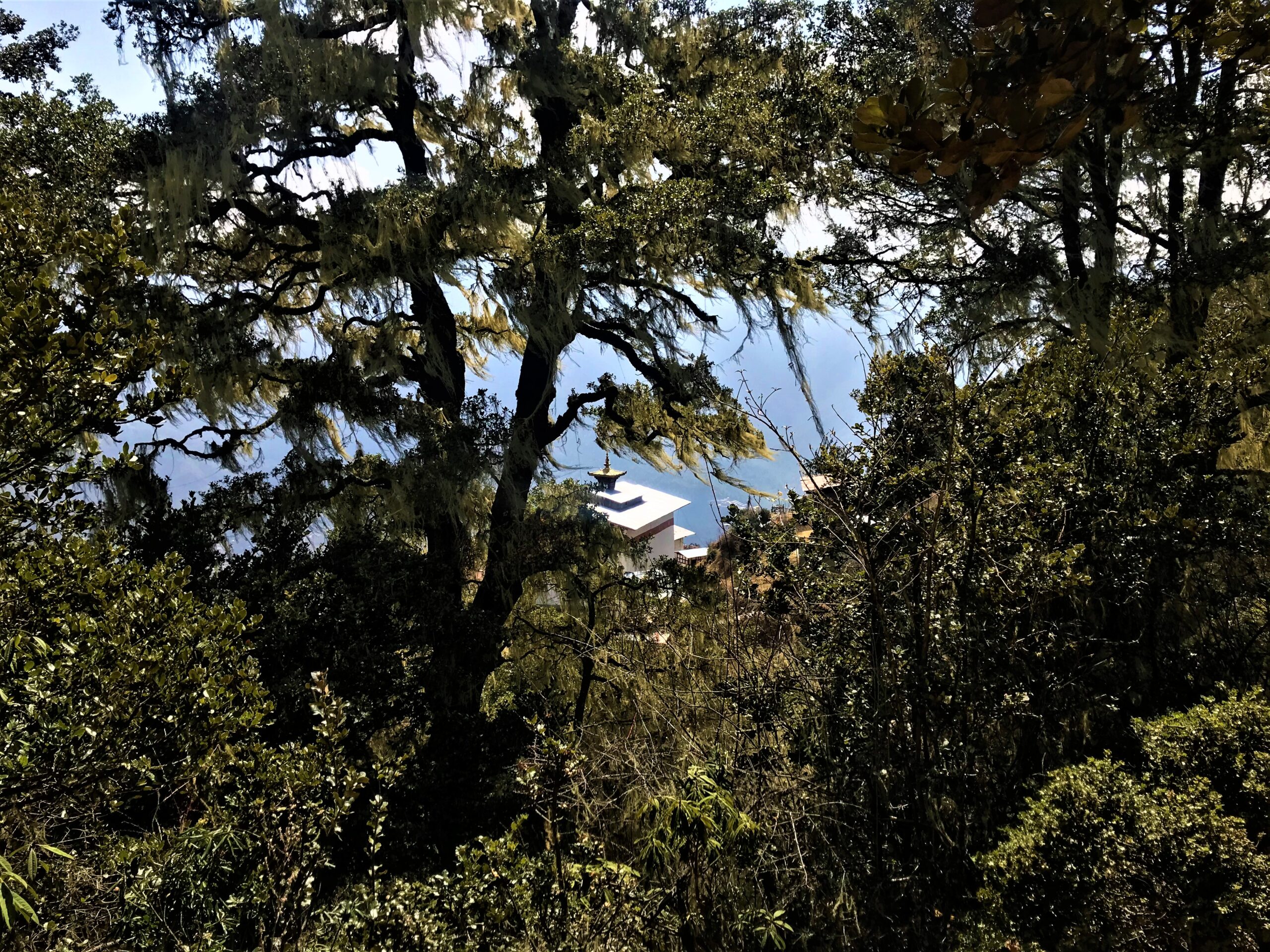 Enjoy Bumdra Trek and Camping | Bhutan Inbound Tour