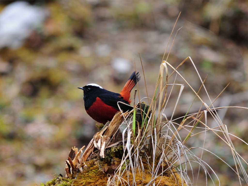 Birds of Bhutan | Bhutan Bird Watching Tour | Bhutan Inbound