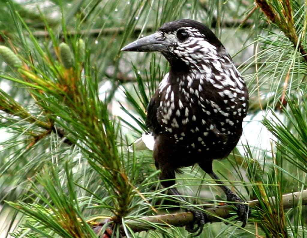 Birds of Bhutan | Bhutan Bird Watching Tour | Bhutan Inbound