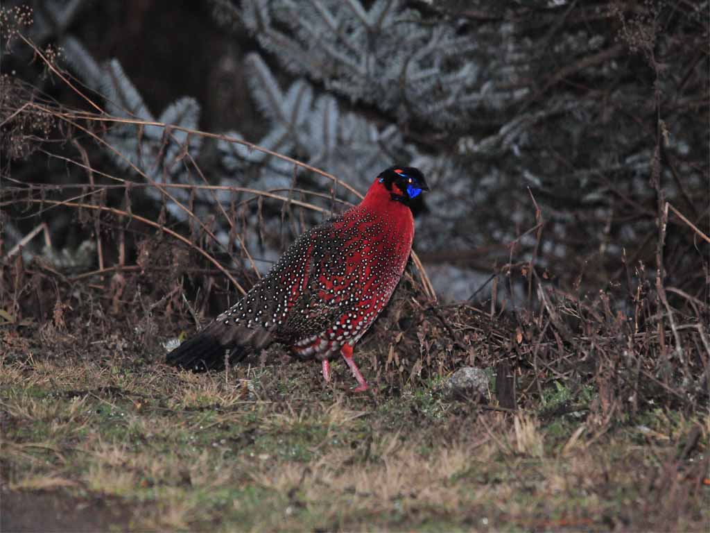 Birds of Bhutan | Bhutan Bird Watching Tour | Bhutan Inbound